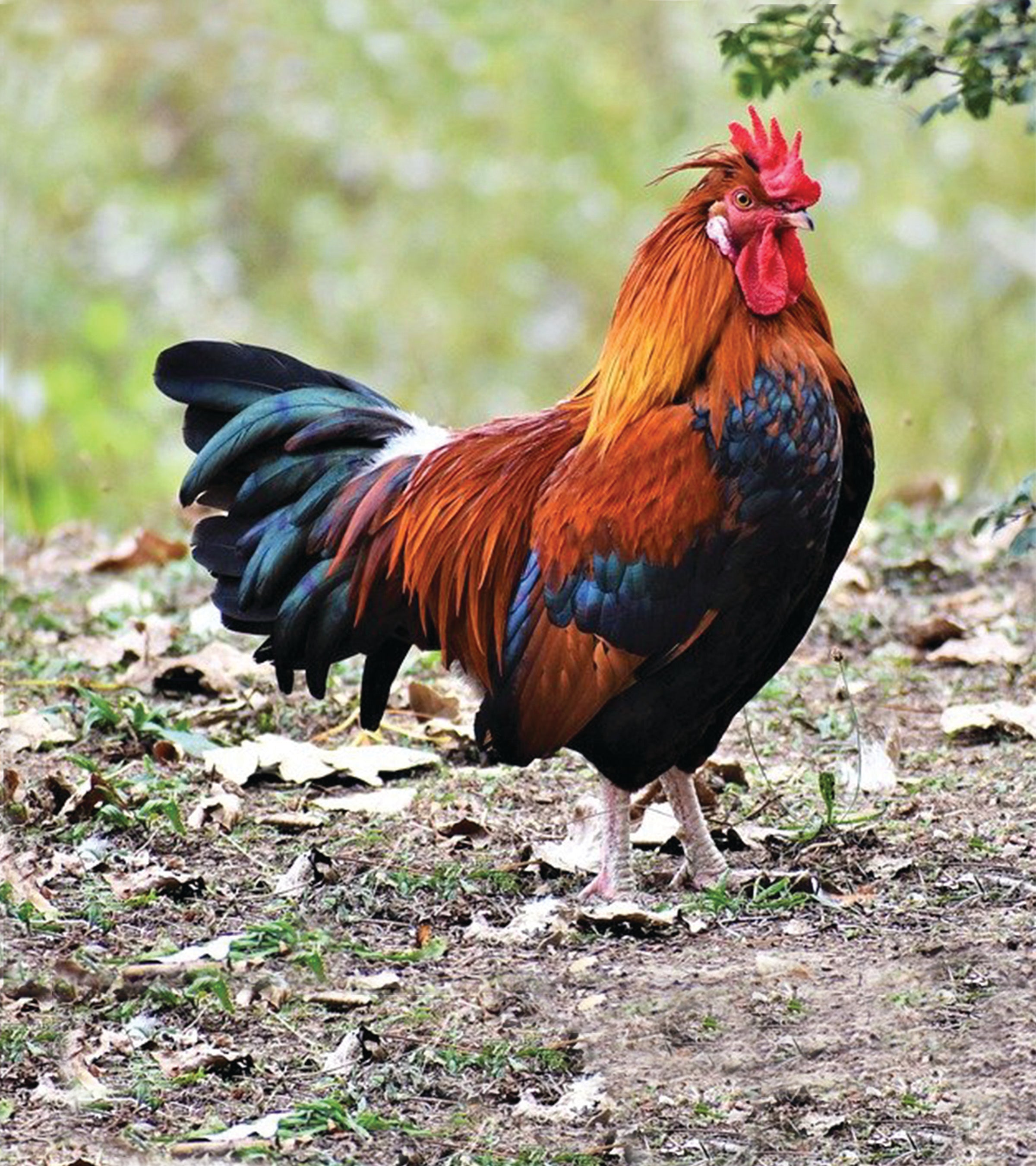 Mens T-shirts | Ripped Rags